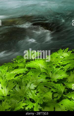 River flowing in a dense flowering forest Stock Photo - Alamy