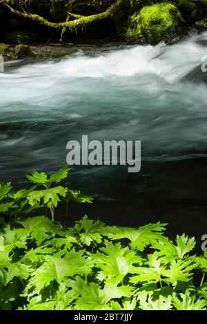 River flowing in a dense flowering forest Stock Photo - Alamy