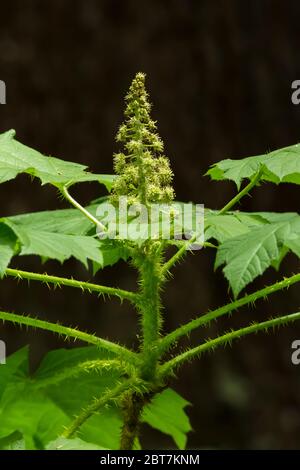 Devil's Club or Devil's Walking Stick Oplopanax horridus in fruit ...