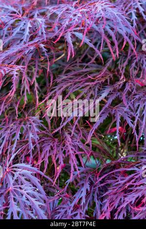 Acer palmatum dissectum 'Firecracker'. Japanese maple tree branch and ...