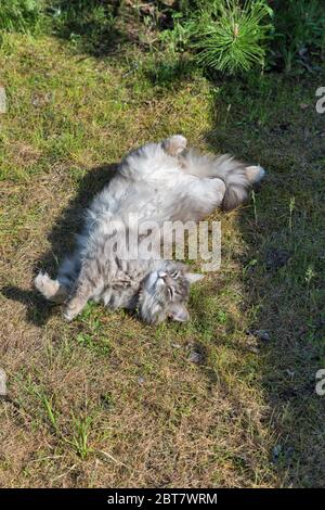 Gray cat lies on its back on a white floor Stock Photo - Alamy