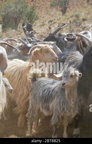 goats, Zagros mountains, Iran Stock Photo - Alamy