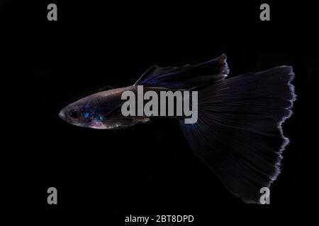 Blue Moscow Guppy (Poecilia reticulata var. “Blue Moscow” Stock Photo ...