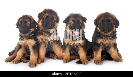 German Shepherd Dog puppies at four weeks old in a whelping box Stock ...