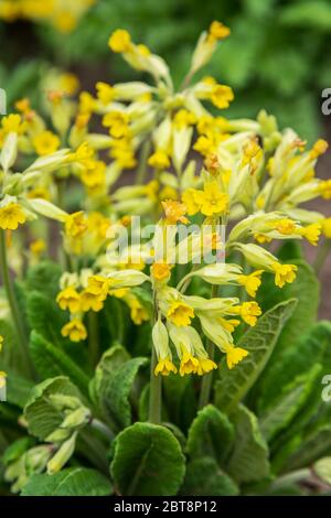 Primula Veris flower in garden Stock Photo - Alamy