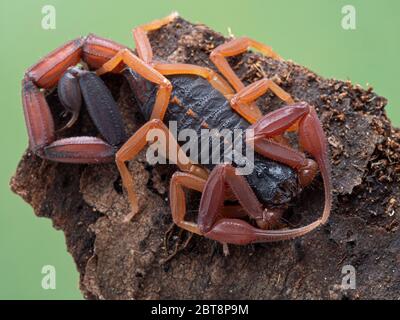 newly molted male brown bark scorpion (Florida bark scorpion ...