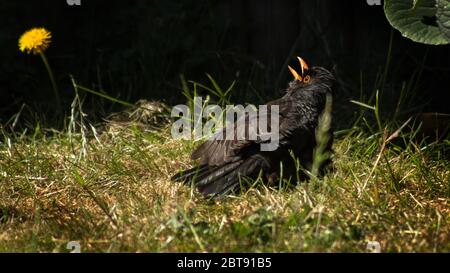 Male blackbird sunning itself on the grass Stock Photo - Alamy