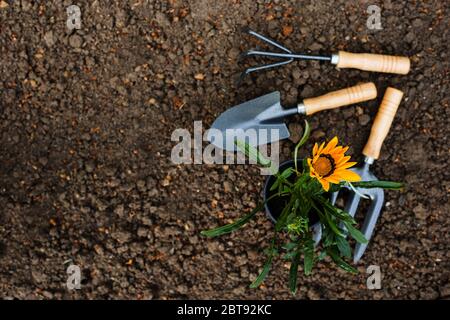 Gardening tools, seedlings and fertile soil on yellow background seen ...
