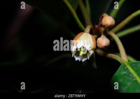 Sapodilla flower, sapota Stock Photo - Alamy