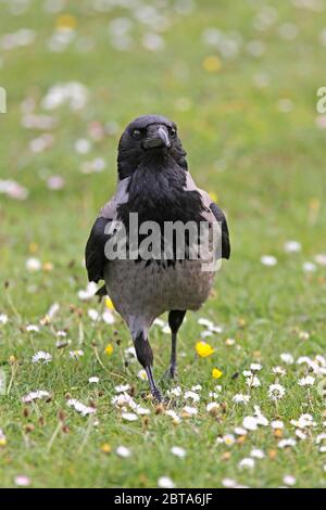 HOODED CROW, Scotland, UK Stock Photo - Alamy