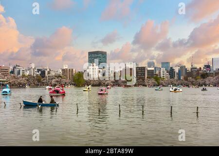 Japanese rowing in boats on the Imperial Palace canal to cherry blossom ...