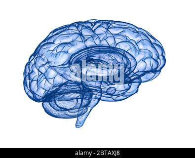 Human Brain Model Side View Isolated on White Background Stock Photo ...