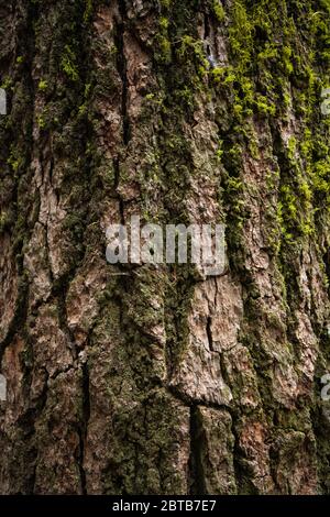 Textured pine tree trunk and beautiful vibrant green grass. Sun light ...