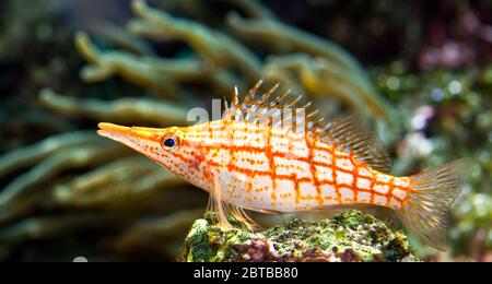Exotic tropical fish example Stock Photo - Alamy