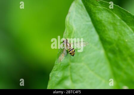 Eastern Calligrapher Fly on Leaf in Springtime Stock Photo - Alamy