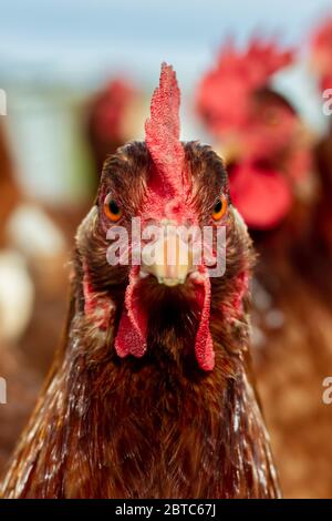 A layer hen on a rural organic farm Stock Photo - Alamy