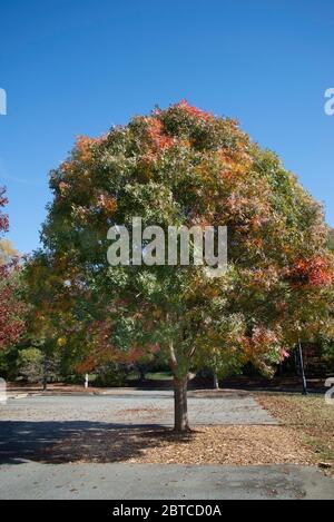Chinese Pistache Tree Stock Photo - Alamy
