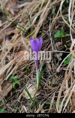 Crocus veluchensis - Wild plant shot in the spring Stock Photo - Alamy