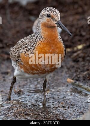 A Red Knot Feeding along the Delaware Bay Stock Photo - Alamy