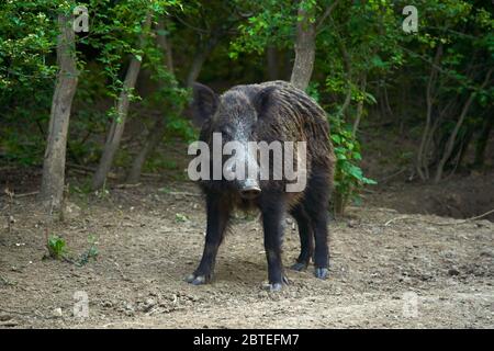 Dominant bull wild hog in the forest Stock Photo - Alamy