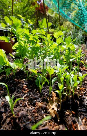 Sun shines to young parsley leaves growing in garden Stock Photo - Alamy