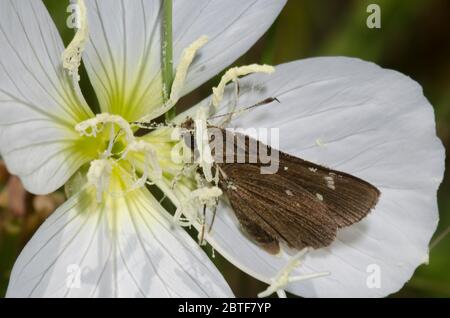 Dusted Skipper, Atrytonopsis hianna, probing Showy Evening Primrose ...