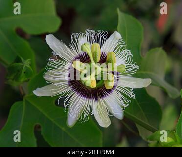 Purple passion fruit with leaves on wooden table. Passiflora edulis ...