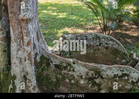 Brazilwood, Pernambuco tree, Nicaragua wood (Caesalpinia echinata ...