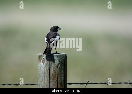 Lark Bunting (Calamospiza melanocorys) from Weld County, Colorado, USA ...
