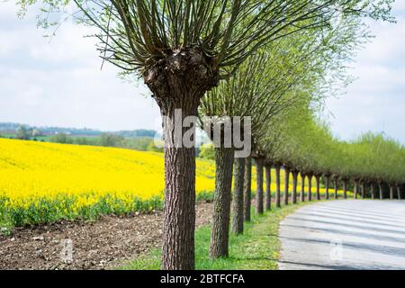 Rapeseed field in Scania, Sweden. Photo Hussein El-alawi / Sydsvenskan ...