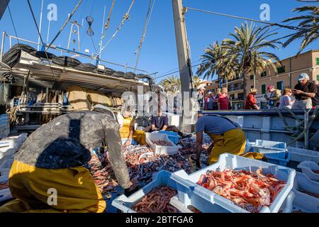 sailors selecting the fish, pesca de arrastre o pesca de bou, Andratx ...