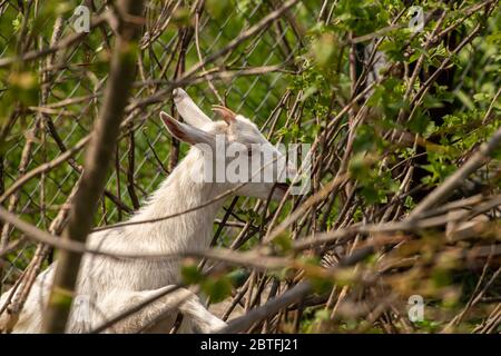Small domestic goat in the branches Stock Photo - Alamy