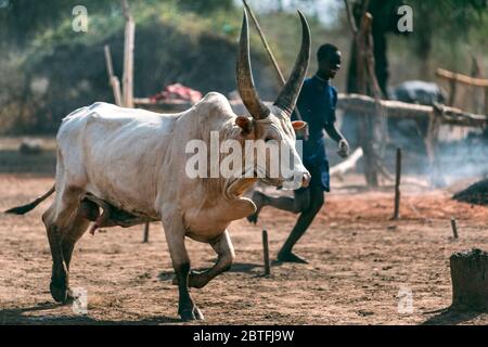 MUNDARI TRIBE, SOUTH SUDAN - MARCH 11, 2020: Teen boy from Mundari ...