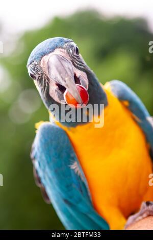 Green and yellow parrot. With a grape in its beak Stock Photo - Alamy