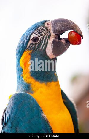 Green and yellow parrot. With a grape in its beak Stock Photo - Alamy