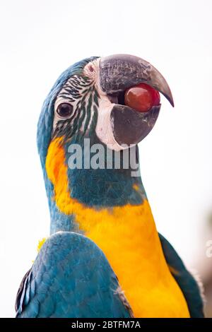 Green and yellow parrot. With a grape in its beak Stock Photo - Alamy