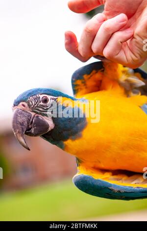 Green and yellow parrot hanging from a man's hand Stock Photo - Alamy