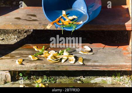 A bucket with vegetables and leftovers is turned over on the wooden ...