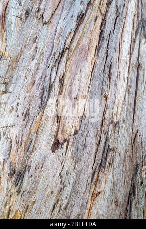 Tree bark texture. The body of the tree Stock Photo - Alamy