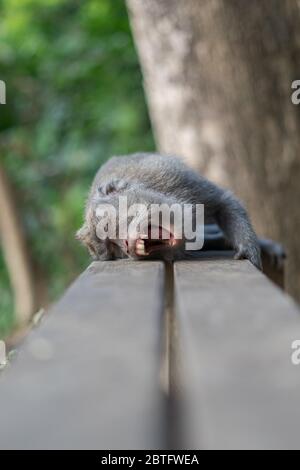 laying yawning monkey taking rest on wood chair at Sacred Monkey Forest ...