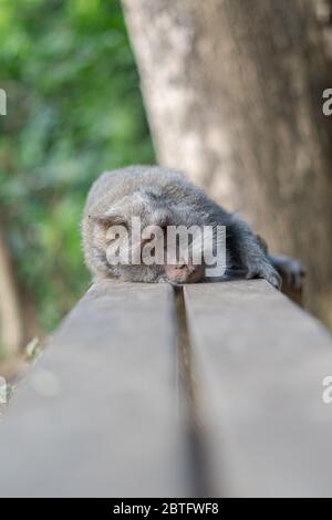 laying monkey taking rest on wood chair at Sacred Monkey Forest ...