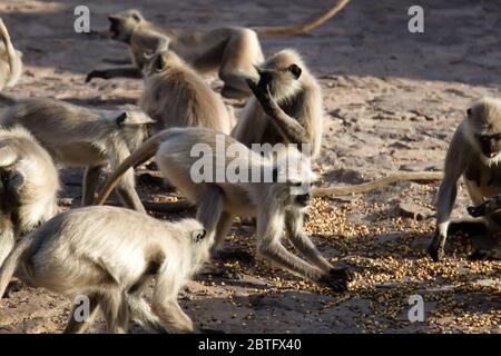 pack of monkeys (langurs) actively feeds on scattered nuts, animal ...