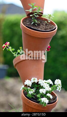 Decorative flower pots with spring flowers viola cornuta in vibrant ...
