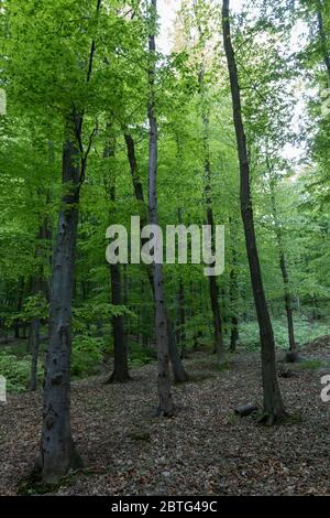 Forest in a suburban recreational and relaxing location in the ...