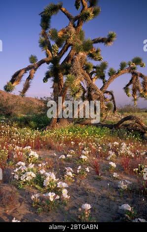 Desert primrose & Joshua tree, Saddleback Butte State Park, California ...
