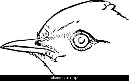 Shown here is the medium-sized passerine bird, Alauda certhilauda ...