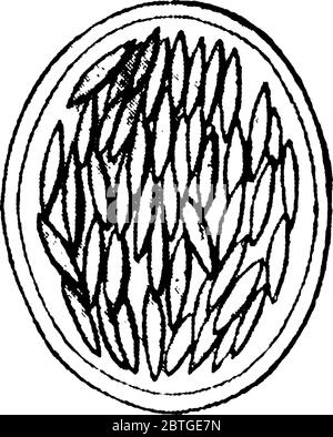 Gregarina, a parasitic protozoan. Stage 2 in the conjugation and spore ...