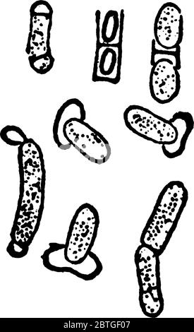 A typical representation of the successive stages in the development of ...