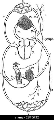 Lymphatic Circulation System Diagram illustration Stock Vector Image ...