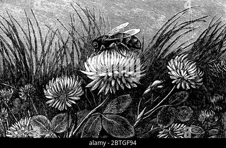 vector illustration of Bee with flowers engraving style isolate on ...
